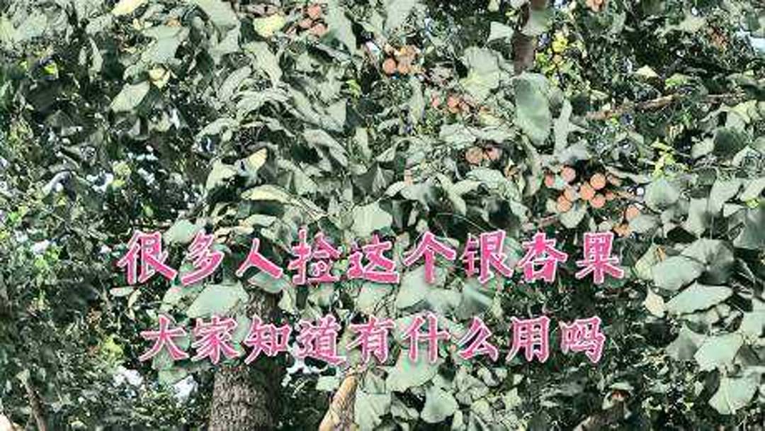 北京每年到这个时候,都会有很多人捡树下的银杏果,这有什么用呢