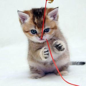 萌猫aQuo 