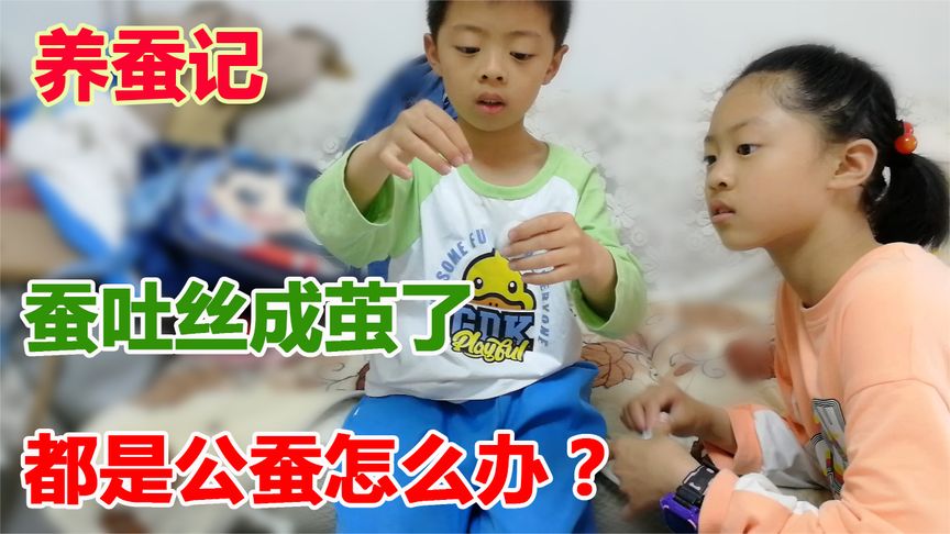 养蚕记:蚕都吐丝成茧了,都是公蚕怎么办?小孩想到一个好办法!