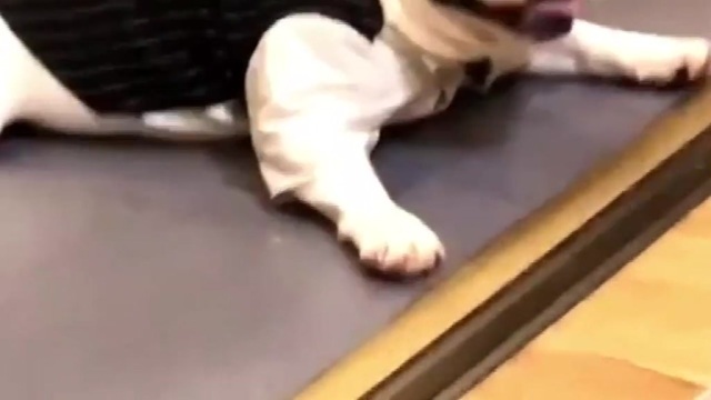 法斗犬两岁多还搞不清自己叫,主人叫它,它竟一脸懵