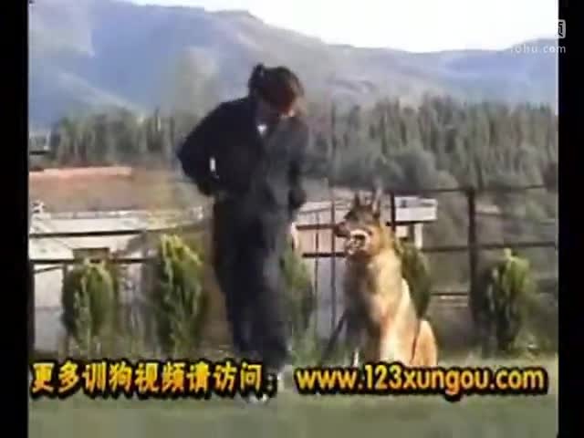 训犬技术教程_如何训练狗上厕所