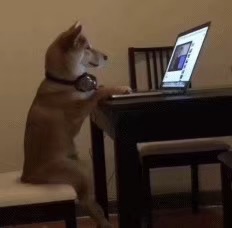 小楚VLOG 