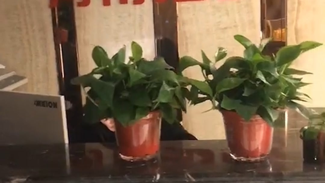 松鼠直播管家