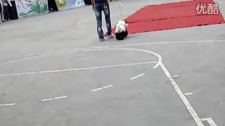 宠物表演——西南大学荣昌校区动物医学系第十五届方通杯开幕式