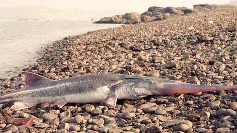 长江白鲟灭绝,澳2.5万考拉葬身火海,超800只野生动物正在消亡