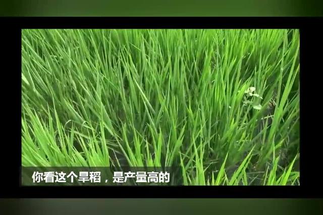 水稻直播覆膜滴灌栽培技术