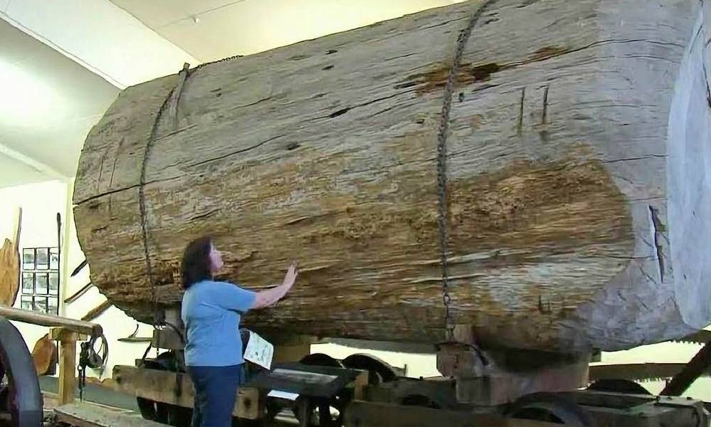 大型木材切割机分解木头,切割的木板平整又均匀,就像是切豆腐