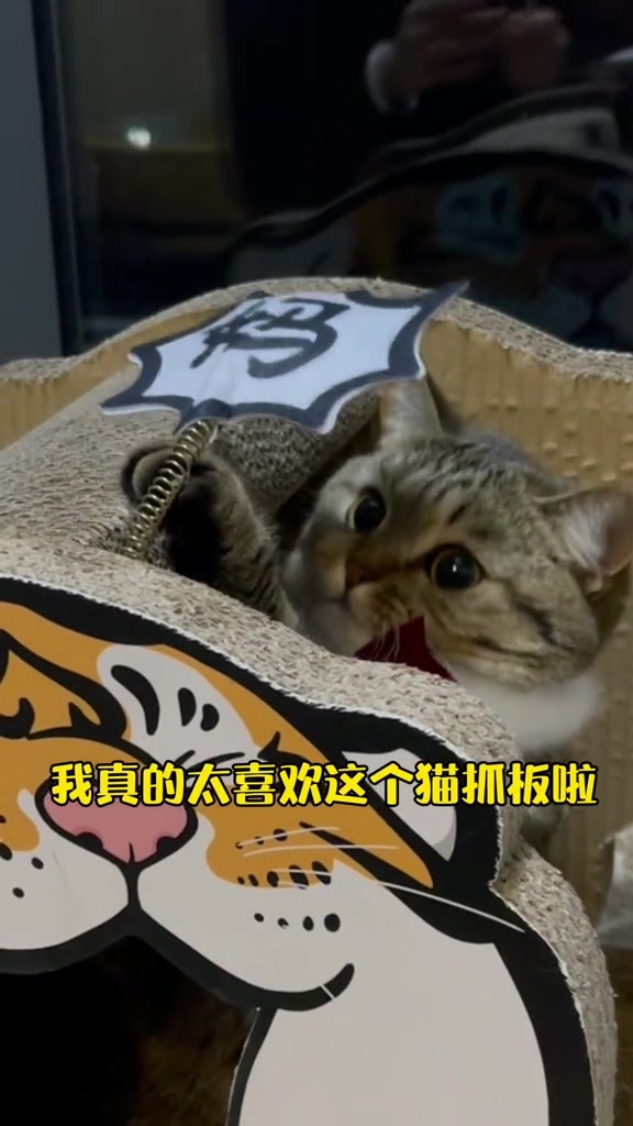 住进妈妈倾家荡产布置的猫房豪宅猫生无憾了!