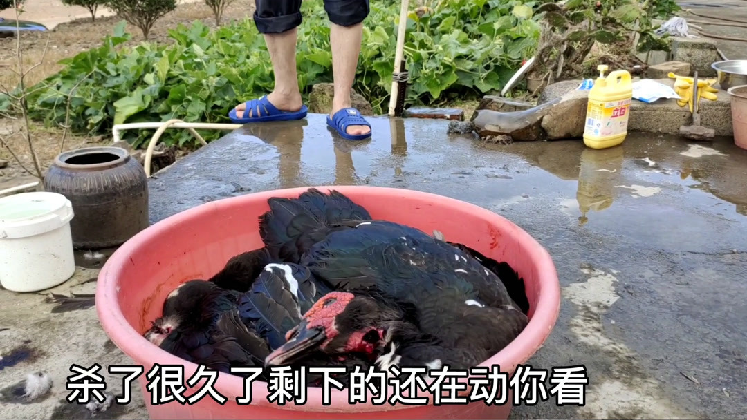 养600多天广东西洋鸭,两个合力才把它制服,这种吃法你吃过吗