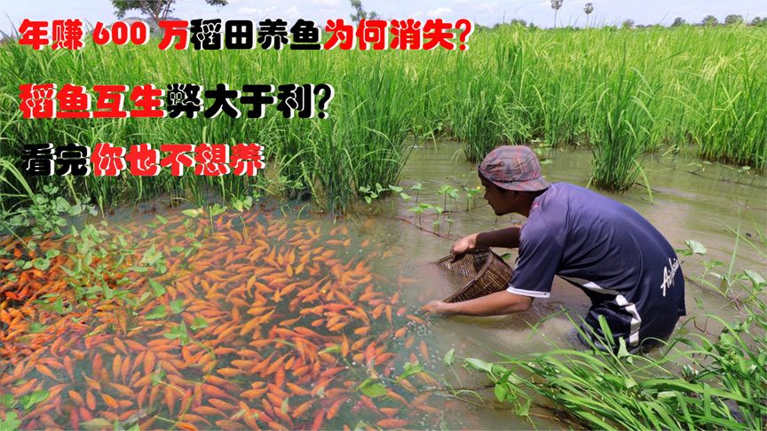 年赚600万的稻田养鱼为何消失?稻鱼互生弊大过利?看完没人想养
