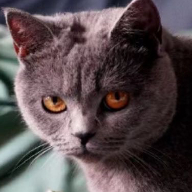 佩德罗娜不想假笑 