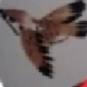 大鹏鸟故事与科普 