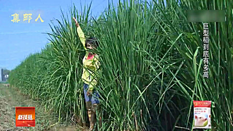 水稻长得比人高, 农民种植的巨型水稻能长2米高