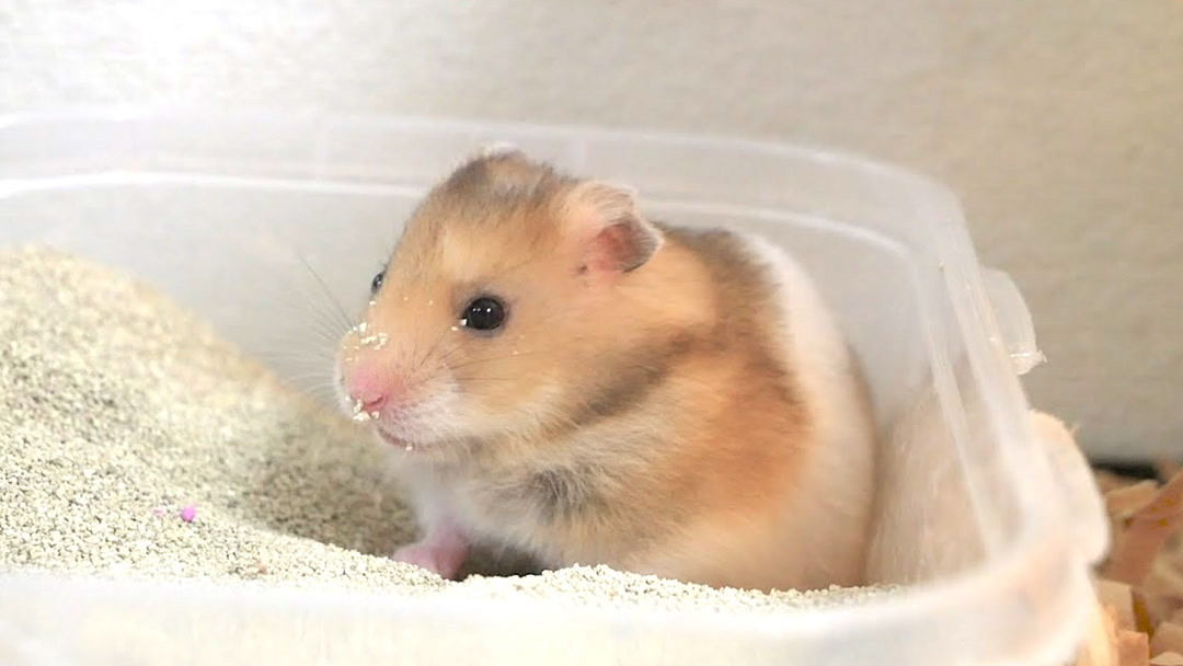 来看小仓鼠是怎么上厕所的,萌萌哒的太可爱了