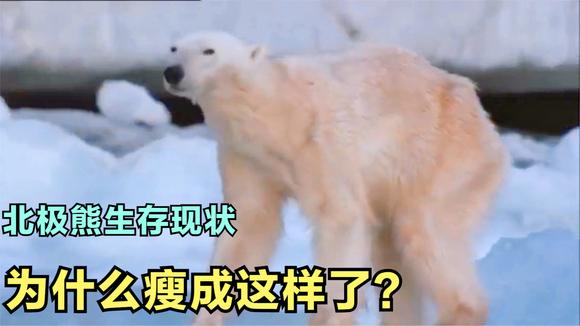 地球上北极熊还生存着多少只,现状如何