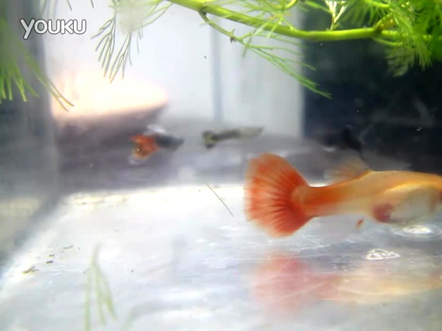 佳能EOS 50D 单反破解拍视频