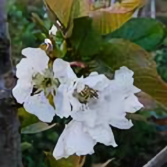 百果园Cherry 