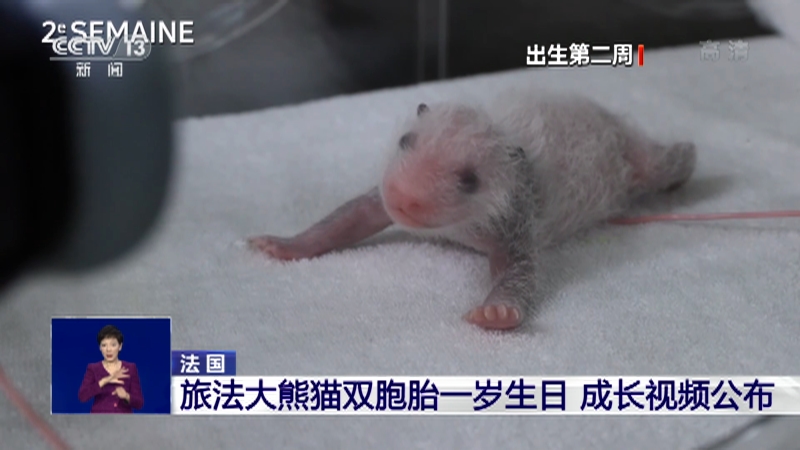 [共同关注]法国 旅法大熊猫双胞胎一岁生日 成长视频公布
