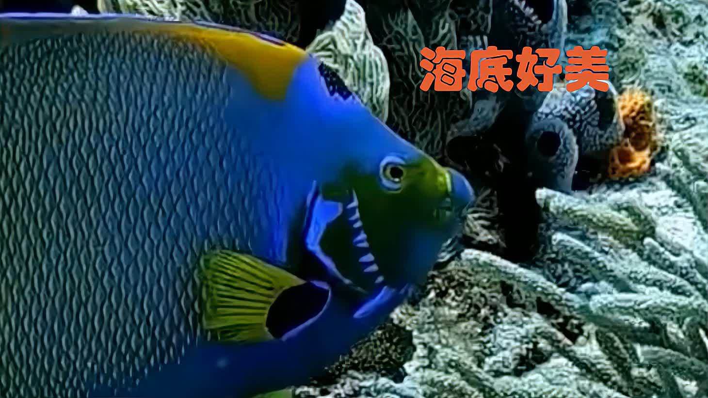 动物世界,五彩斑斓海底世界,海底世界让人流连忘返,海洋生物