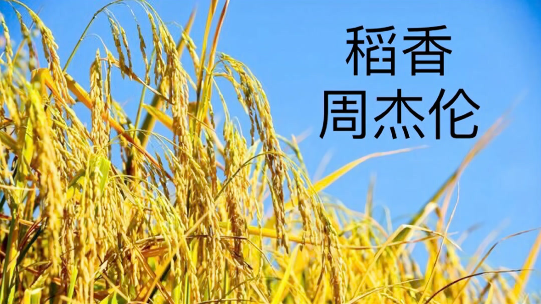 周杰伦的《稻香》,好听的歌曲,醉人的旋律,百听不厌