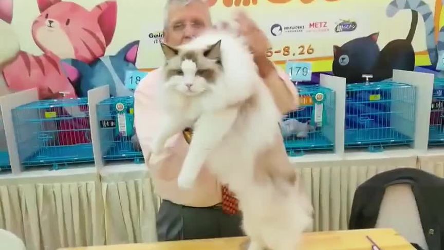 获得全品种第一名的布偶猫小糯米~#宠物 #萌宠 #布偶猫 #猫