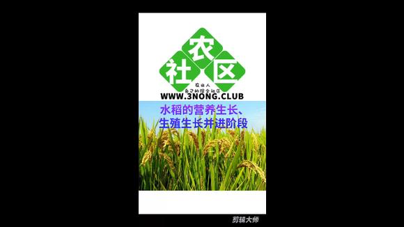 水稻生长进程003