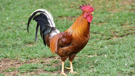 公鸡究竟是怎么计算时间的?为什么每天清晨打鸣比闹钟还准?