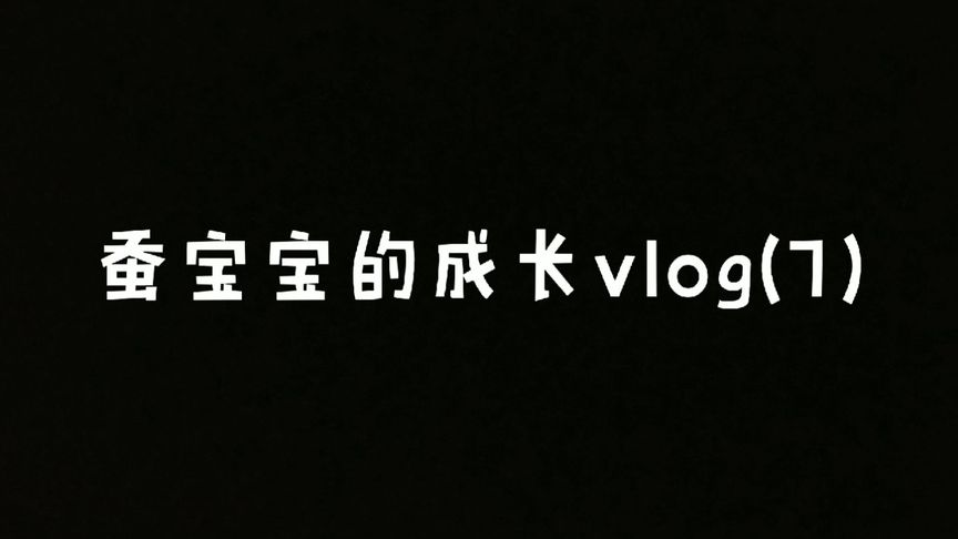 蚕宝宝的成长日记(7)