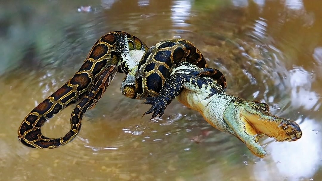 动物世界:巨蟒偷袭巨鳄,蟒蛇死亡缠绕,鳄鱼致命翻滚!