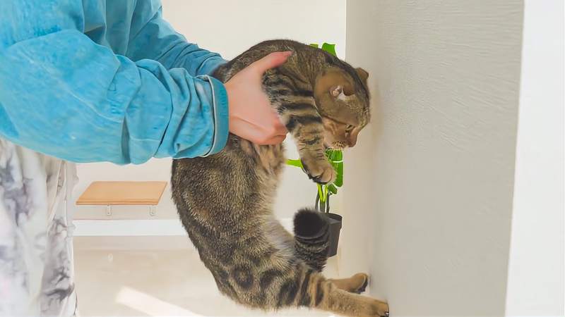 听说撞墙能测试猫咪智力,铲屎官抱着挨个测,结局笑爆了