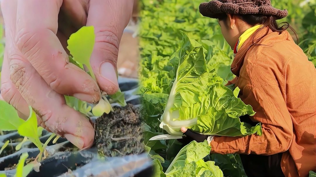 暖棚里种植中国大白菜,记录从播种到收获过程