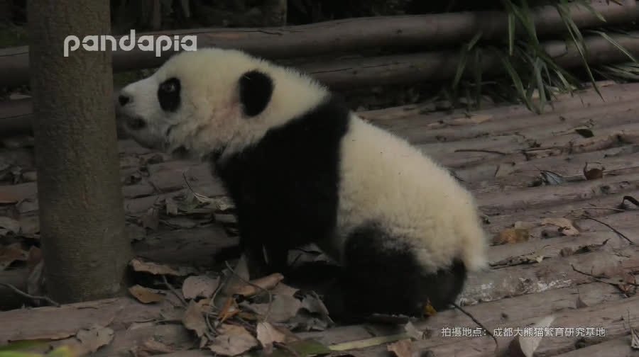 小熊猫真是太可爱了,这么调皮爬那么高不怕摔吗?真替它担心