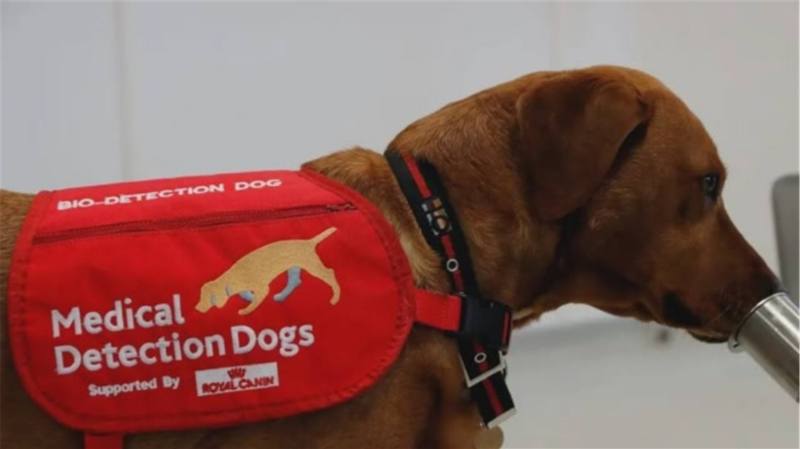 美研究人正训练狗“嗅出新冠病毒”,称将成功上岗,看完开眼界