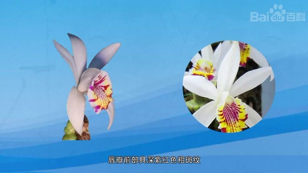 原来秋花独蒜兰长这样