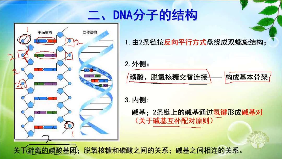 DNA分子的结构