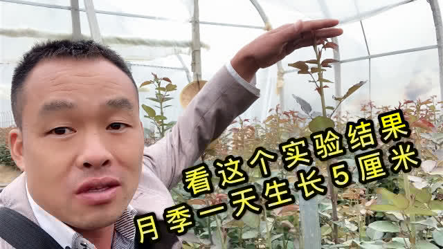 月季一天生长5厘米,带你了解大棚种植玫瑰,实验看结果