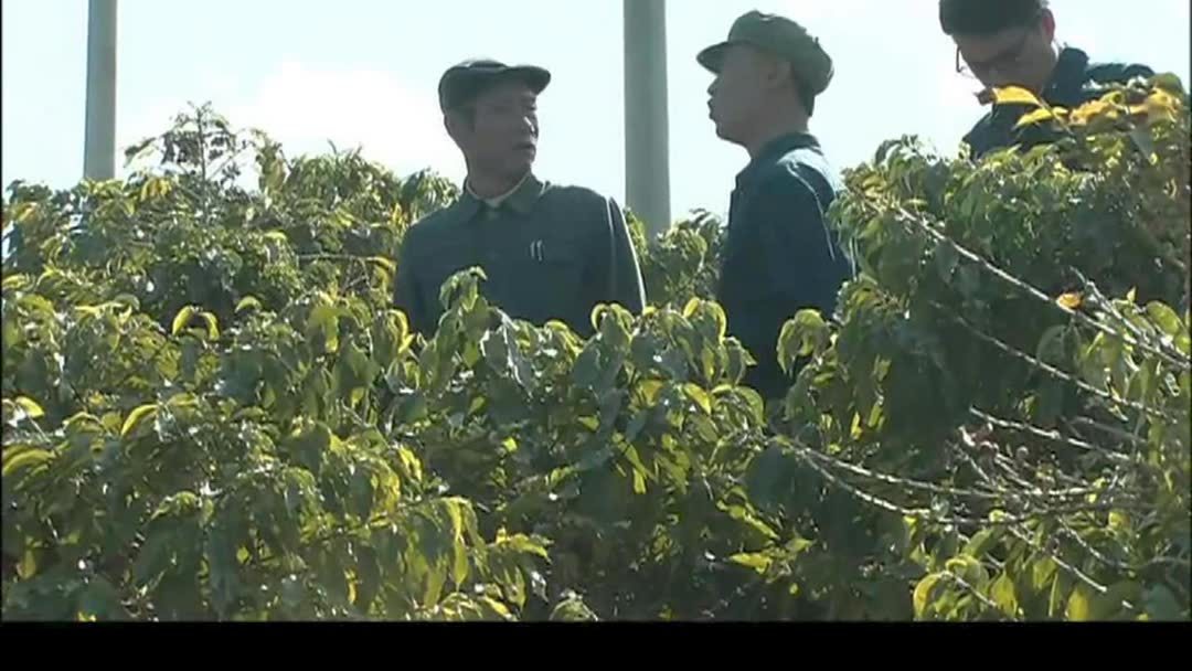 杨善洲:咖啡种植,国家有这么好的政策,农民却有两个顾虑