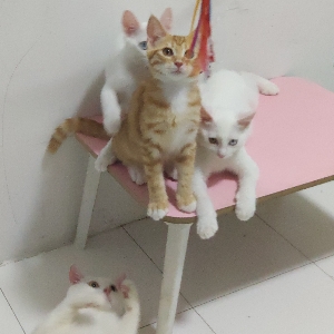 一时撸猫一时爽 