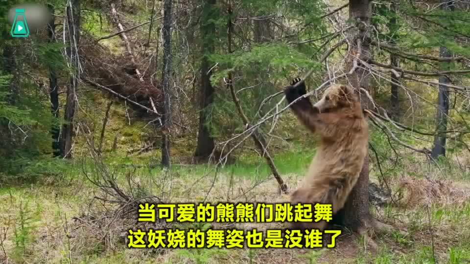 超大号的钢管舞艺术家,这妖娆的舞姿也是没谁了