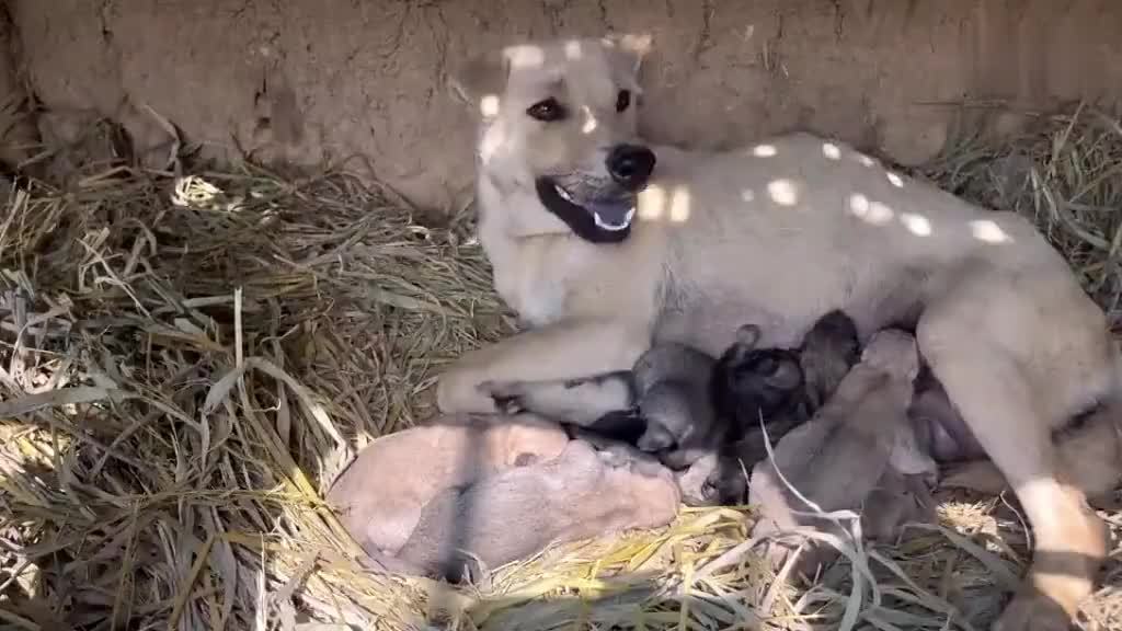 丛林建造,野外生存技巧,女人竟用稻草自己编织扫帚