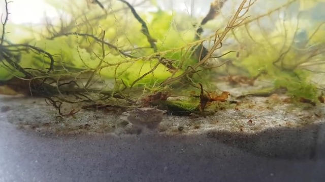 老外制作生态瓶,把大海装进瓶子里!海星、...