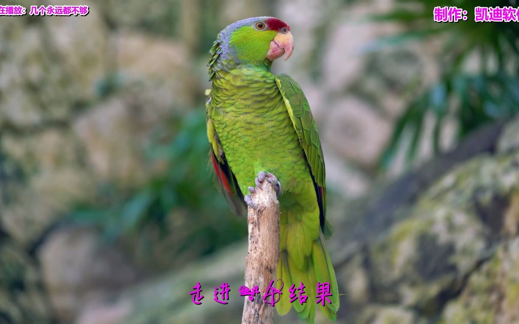 《几个永远都不够》欣赏,rpg制作大师mv教程设置npc