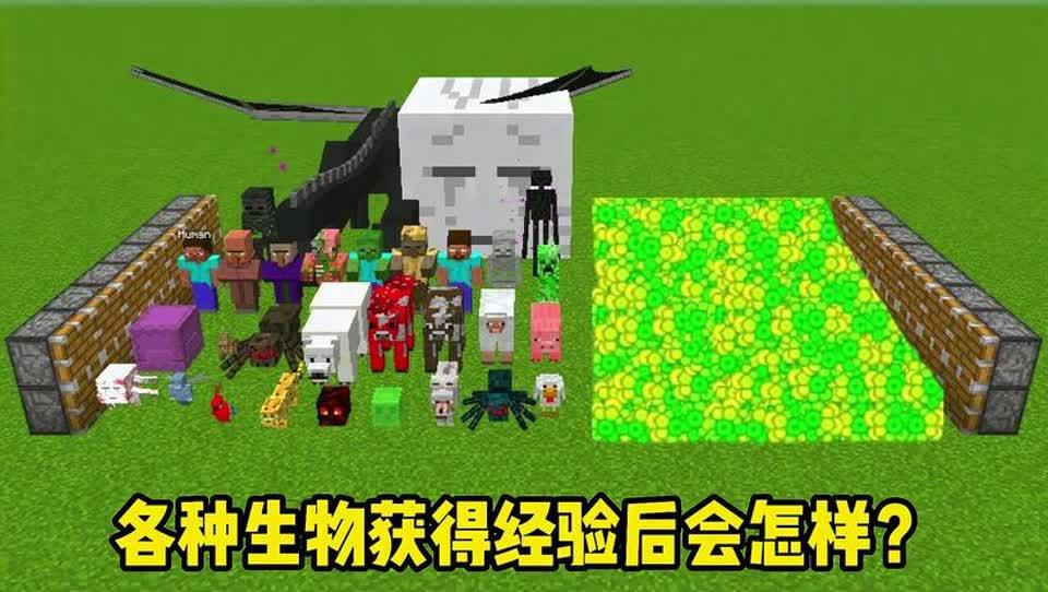 我的世界:各种生物获得经验后会怎样?