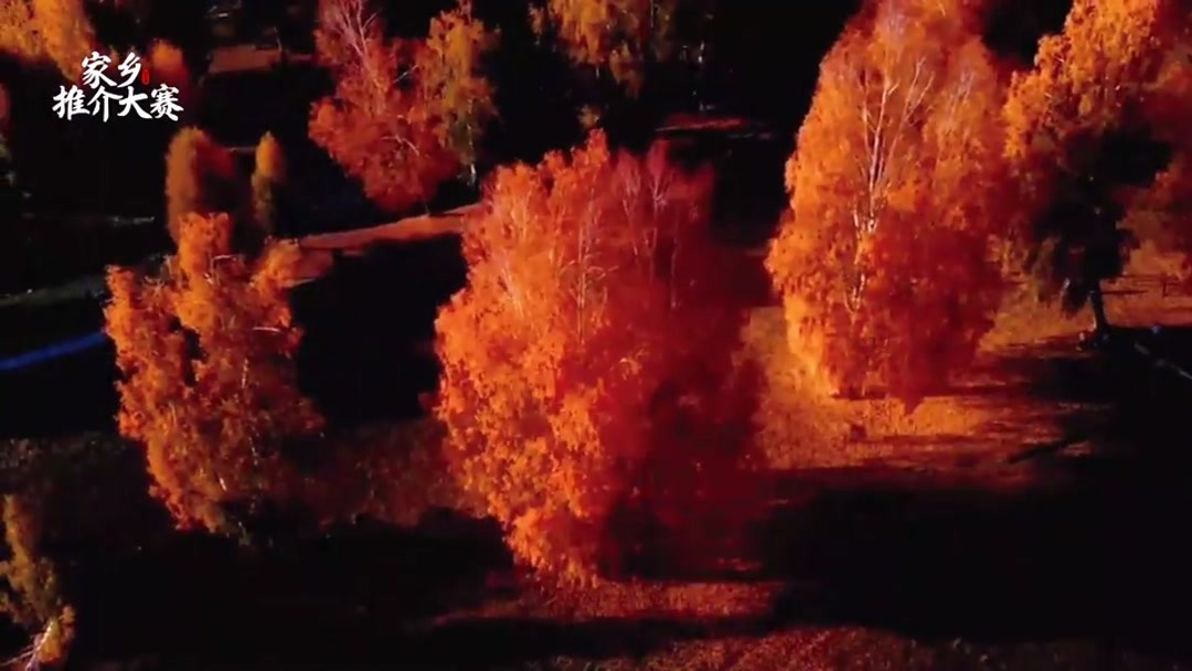 1017.新疆可可托海景区:白桦林