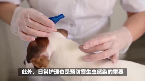狗多久驱虫一次?「科普」狗驱虫,决定健康的频率,你做对了吗?