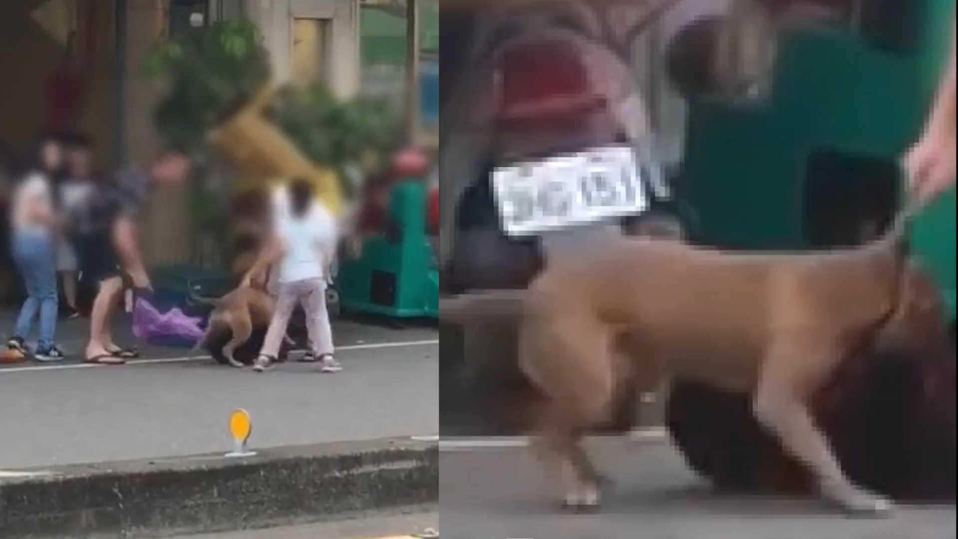 比特犬狂咬黑狗不松口,主人一家5口椅子猛砸拉不开,哀嚎不断