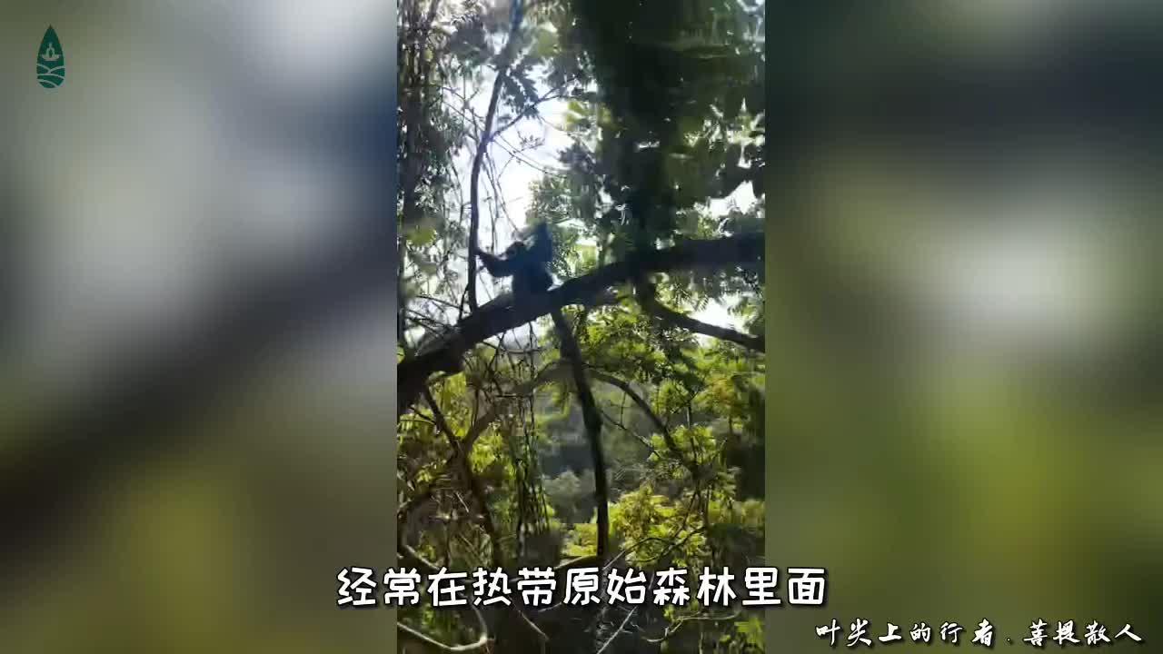 做茶要在热带原始森林遇到很多危险⚠️#召唤茶友 #普洱茶