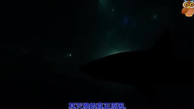巨齿鲨的幼崽会被大白鲨捕杀?鲨鱼科普英语学习