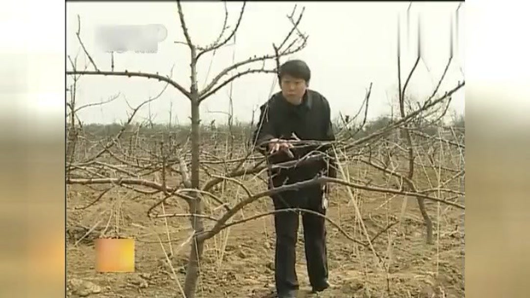 樱桃种植技术 结果期树体管理 视频