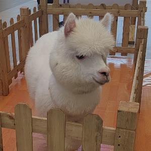 云南山歌王保全323 